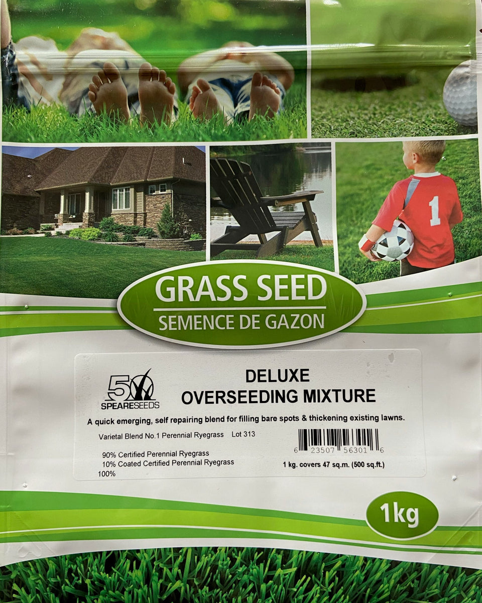 Premium Lawn Mixture Grass Seed 1 kg – KB Depot Express