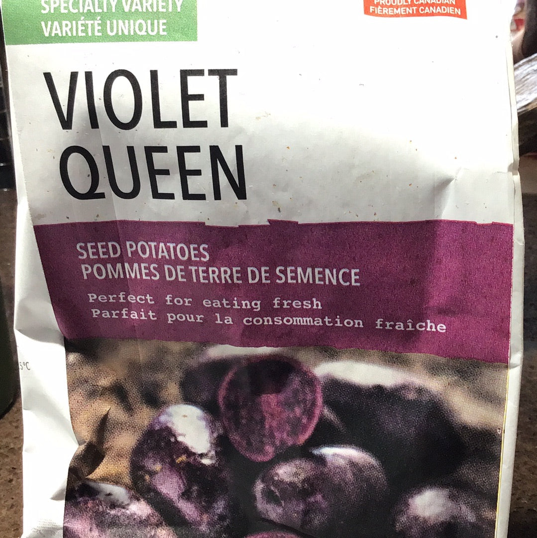 Violet queen seed potatoes – KB Depot Express