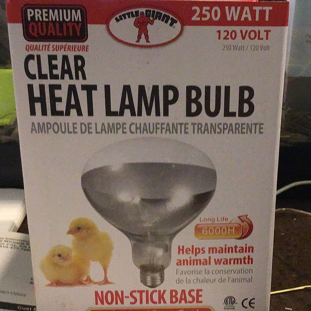 Heat lamp bulb clear – KB Depot Express